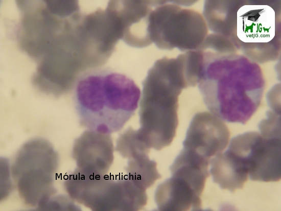 Ehrlichiosis Mononuclear Canina | Actualidad médico-quirúrgica del Hospital JG