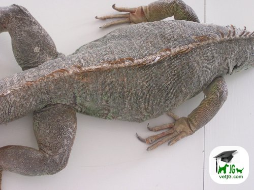Iguana grávida | Actualidad médico-quirúrgica del Hospital JG
