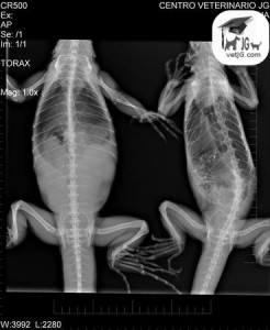Iguana grávida | Actualidad médico-quirúrgica del Hospital JG