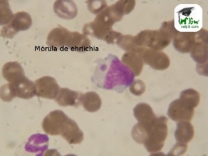 Ehrlichiosis Mononuclear Canina | Actualidad médico-quirúrgica del ...